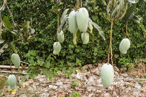 How to Grow Mango Trees (Mangifera indica) in 8 Steps | VegeFuture