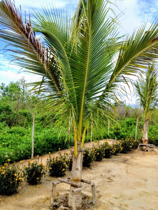 The 32 Best Fruit Trees for Warm Climates | VegeFuture