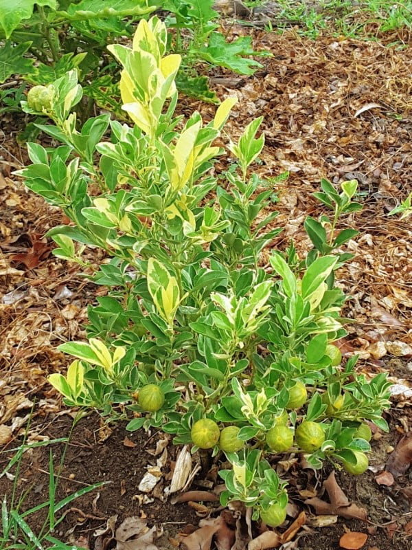 The 32 Best Fruit Trees for Warm Climates | VegeFuture