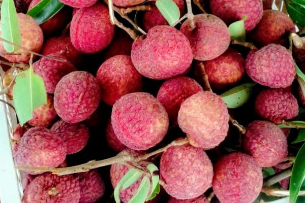 The 32 Best Fruit Trees for Warm Climates | VegeFuture